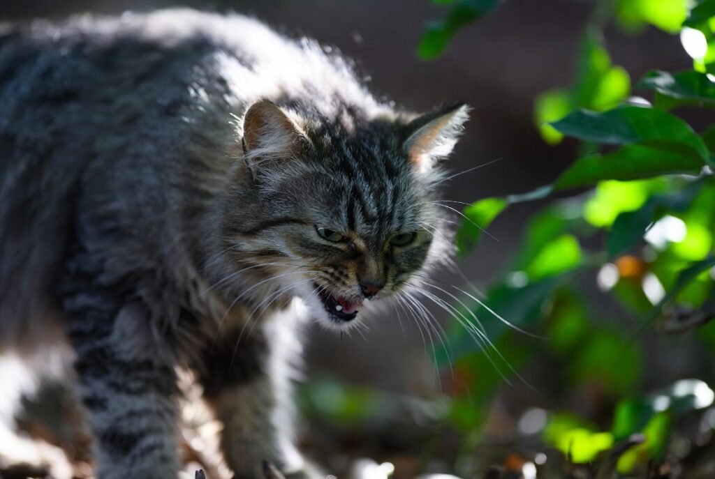 If Your Cat Makes These 10 Noises, Here’s What They Mean – THEREPTILEZOO