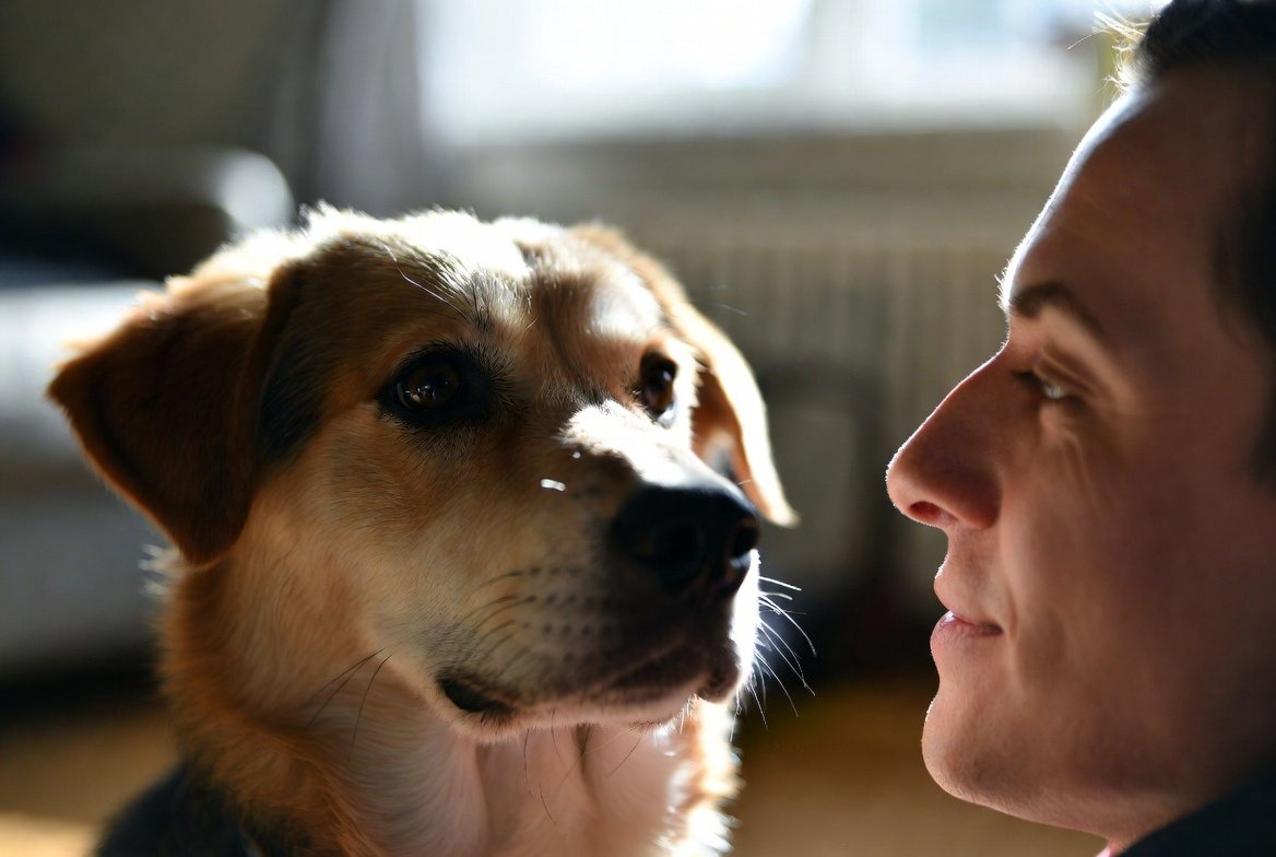 When Your Dog Looks at You, This Is What They Actually See (11 Facts ...